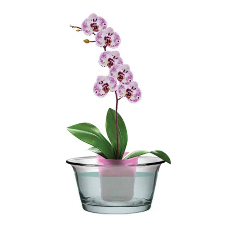 Želite, da bi vaše orhideje bujno cvetele? - Plantella