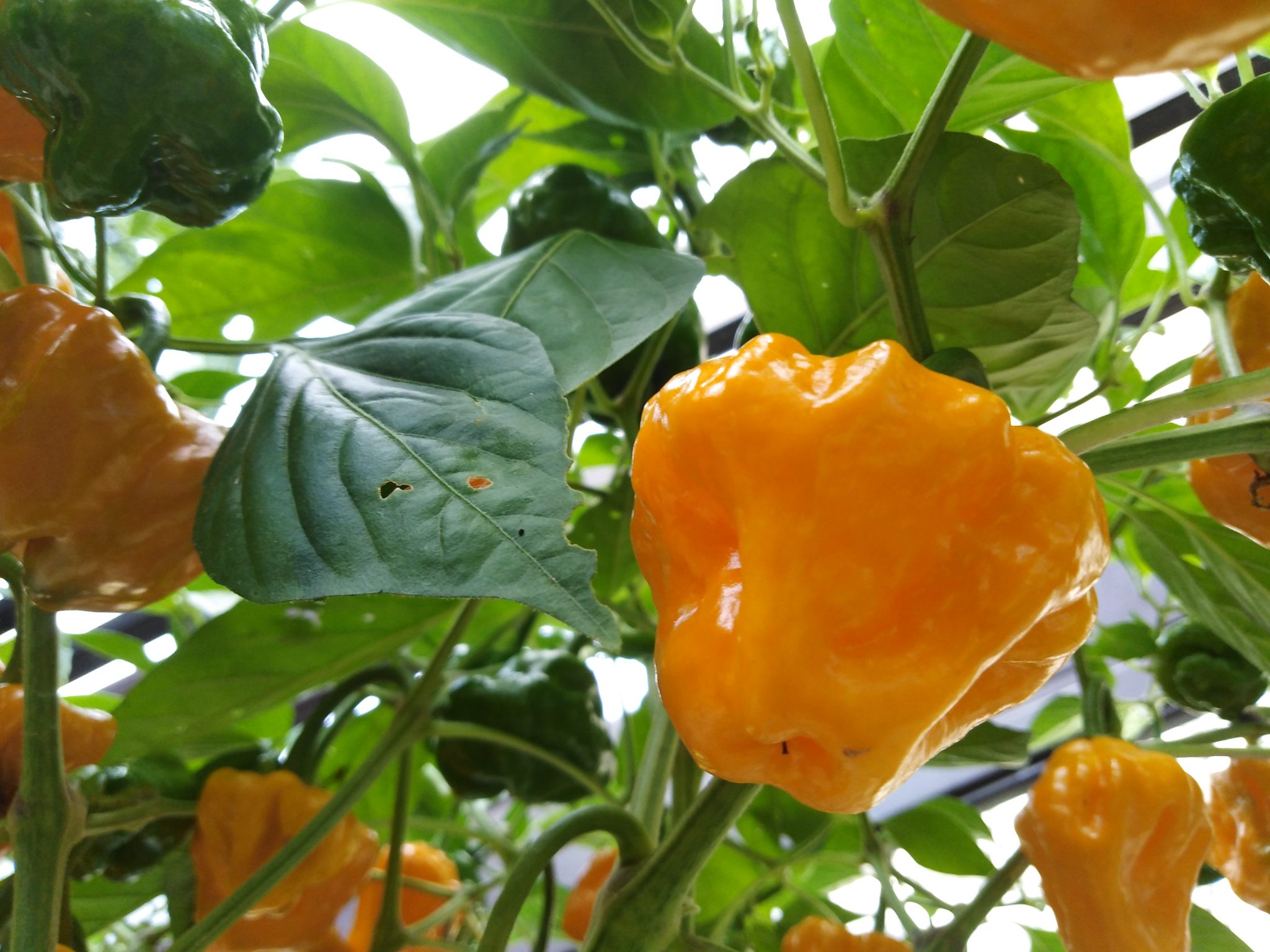 Pravilno kombiniranje dobrih in slabih sosedov za zdrav zelenjavni vrt ...