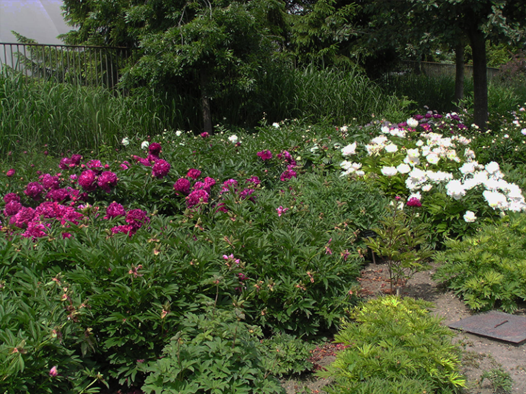Potonike: Kraljice cvetličnih vrtov - Plantella